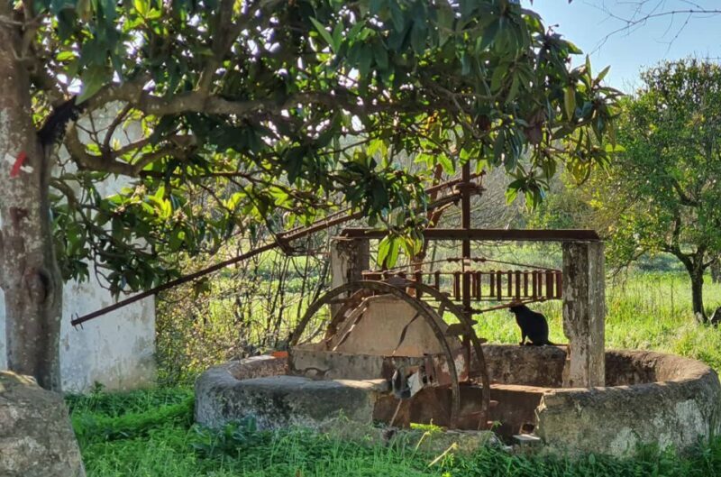 Albufeira: Safari Excursion in the Algarve Mountains - Key Points