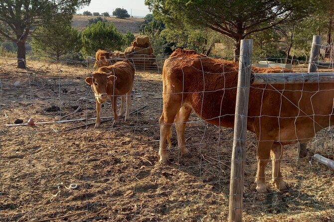 Albufeira Safari w/ Krazy World Visit, Bones & Animals - Logistics and Practicalities