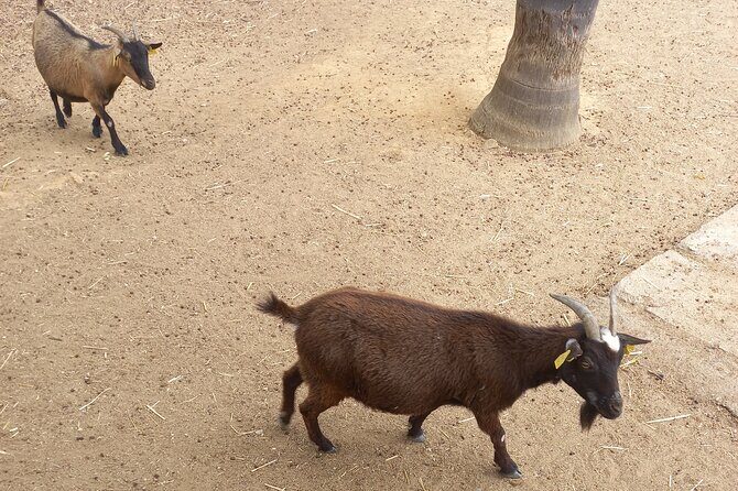 Albufeira Safari w/ Krazy World Visit, Bones & Animals - Pricing and Value