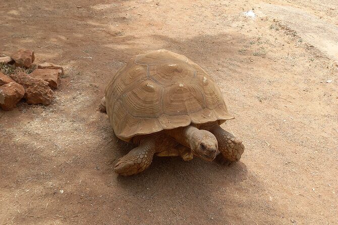 Albufeira Safari w/ Krazy World Visit, Bones & Animals - Who Should Book This Tour?