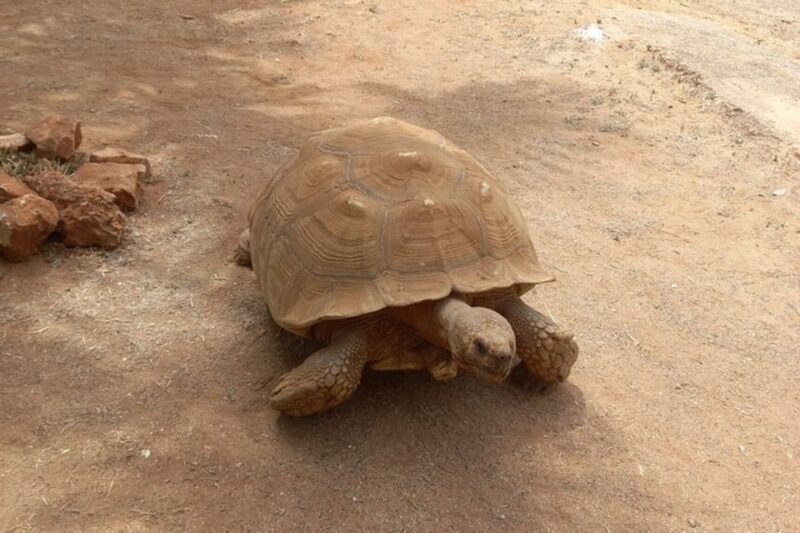 Albufeira Safari with entrance in Krazy World & Bone Chapel - The Sum Up