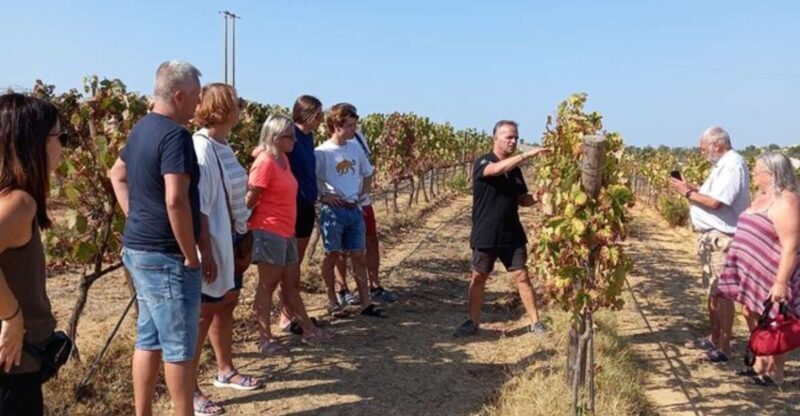 Albufeira/Vilamoura: Winery Tour with Wine Tasting and Tapas - Why This Tour Works Well