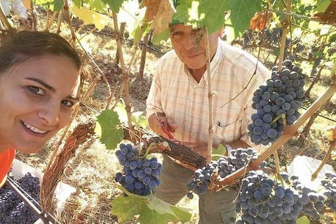 Albufeira Wine Tour: 2 Vineyards, 6 Tastings & Historic Silves - Key Points