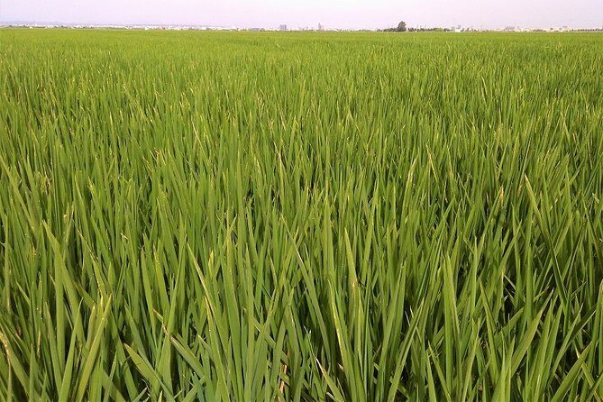 Albufera: Lake, Paella and Birdwatching - Introduction to the Albufera Experience