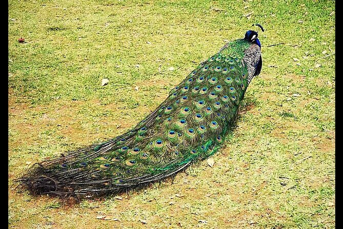 Alcázar Of Seville Private Tour - Meeting Point & Logistics