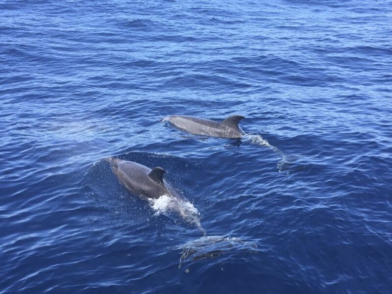 Alcudia: Sailing Yacht Excursion with Wine & Tapas - Alcudia: Sailing Yacht Excursion with Wine & Tapas—A Complete Insider Review