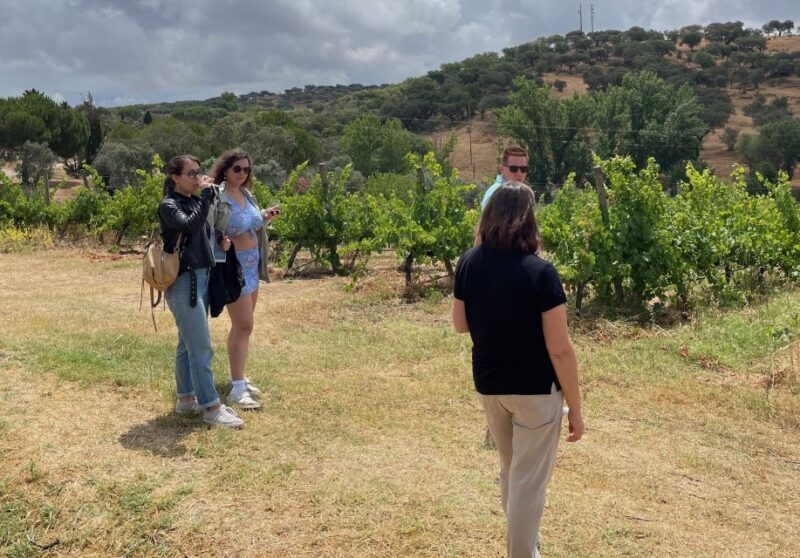 Alentejo Wine from Évora - An Authentic Taste of Portugal’s Alentejo Region