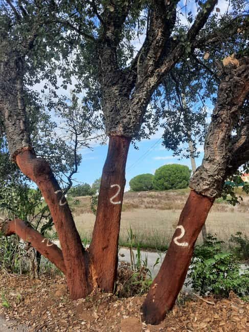 Algarve: 4x4 Safari Tour - from Coastal Wonders to Rural Treasures - The Sum Up