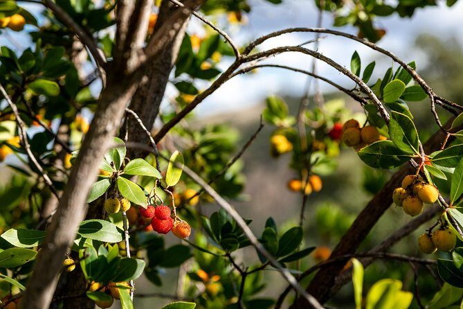 Algarve a la Carte - Final Thoughts