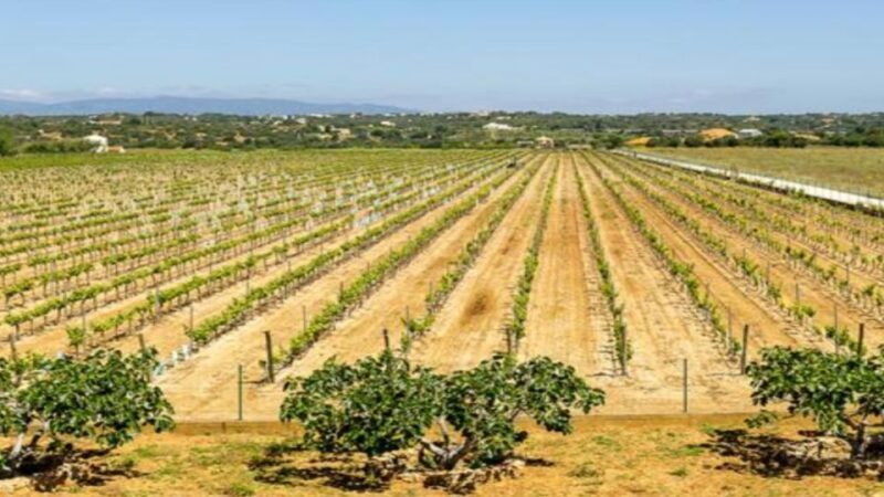 Algarve: Classic Wine Tour & Tasting in Silves - Key Points