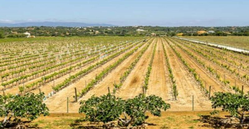 Algarve: Classic Wine Tour & Tasting in Silves - An in-depth look at the Algarve Classic Wine Tour & Tasting