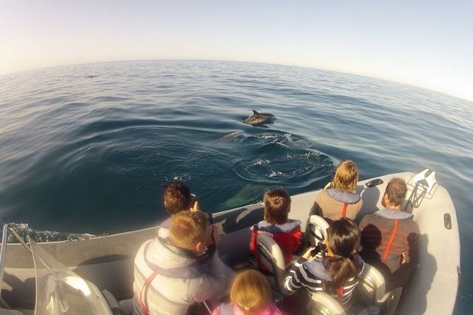 Algarve Dolphin Watching & Marine Life Eco Tour - Key Points