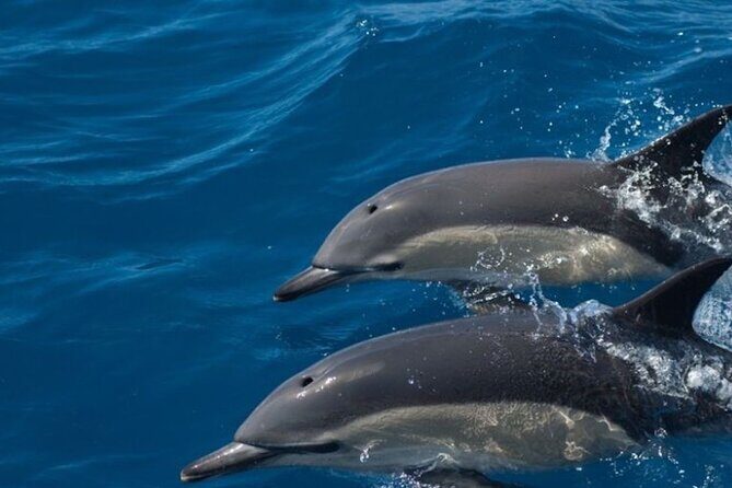 Algarve Dolphin Watching & Marine Life Eco Tour - Pricing and Value Analysis