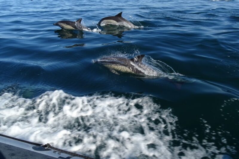 Algarve Dolphin Watching & Marine Life Eco Tour - What to Expect from the Algarve Dolphin Watching & Marine Life Eco Tour