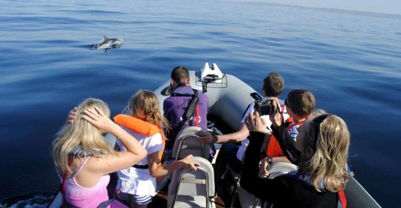 Algarve Dolphin Watching & Marine Life Eco Tour - The Experience You’ll Love—and The Things That Matter