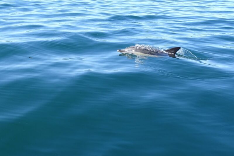 Algarve Dolphin Watching & Marine Life Eco Tour - Who Should Consider This Tour?