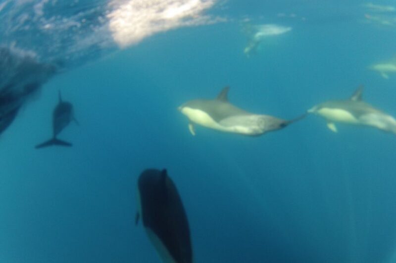 Algarve Dolphin Watching & Marine Life Eco Tour - Final Thoughts