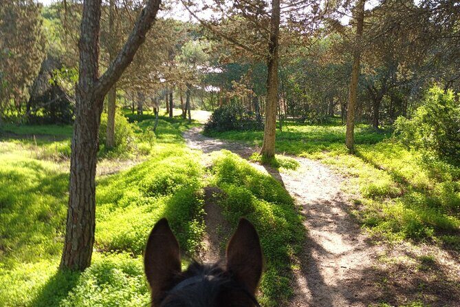 Algarve - Exclusive horseriding in Portimao (no experience required) - The Sum Up