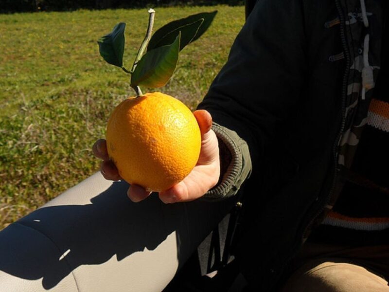 Algarve Full-Day Jeep Safari Tour with Lunch - Off-Road Adventures and Natural Spots