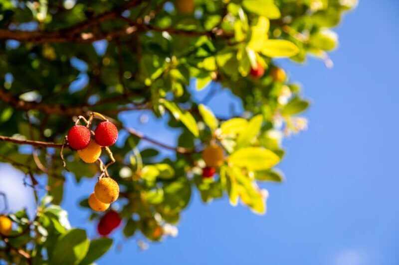 Algarve: Jeep Safari with Distillery Visit & Lunch - An Off-the-Beaten-Track Adventure in the Algarve