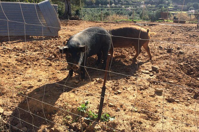 Algarve Mountains & Villages - Half Day Jeep Safari Trip - Final Thoughts