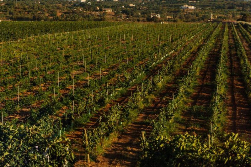 Algarve: Vineyard Tour & Premium Wine Tasting in Silves - The Premium Wine Tasting Experience