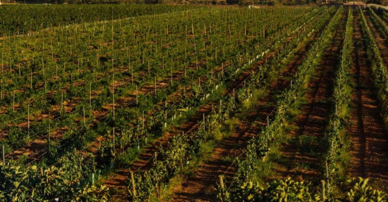 Algarve: Vineyard Tour & Premium Wine Tasting in Silves - Practical Details and Value