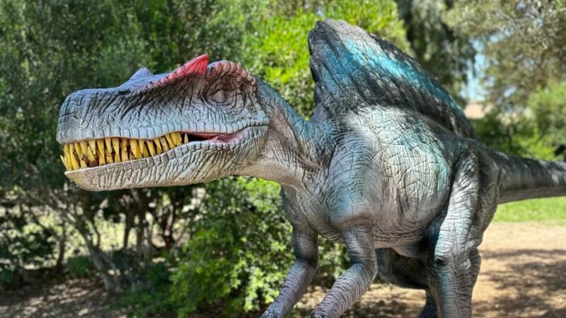 Alghero: discover dinosaurs in Porto Conte Park - Key Points