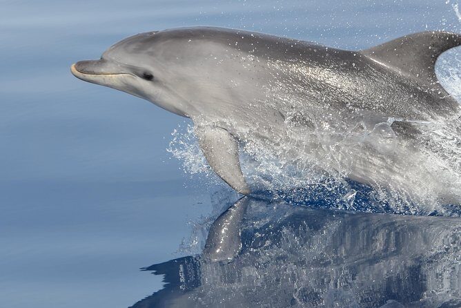 Alghero - Dolphin Watching and Guided Snorkeling (summer tour) - Introduction: Exploring Sardinia’s Marine Wonders