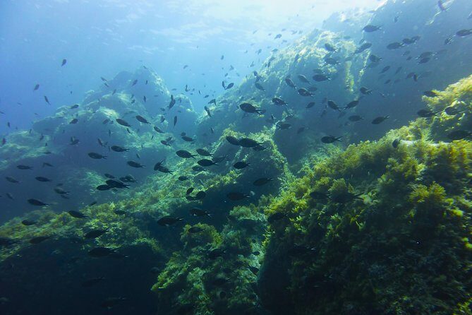 Alghero - Dolphin Watching and Guided Snorkeling (summer tour) - Key Points