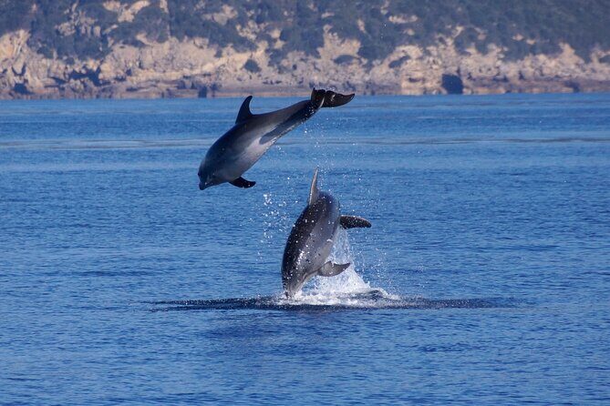 Alghero - Dolphin Watching and Guided Snorkeling (summer tour) - Final Thoughts: Is This Tour Worth It?