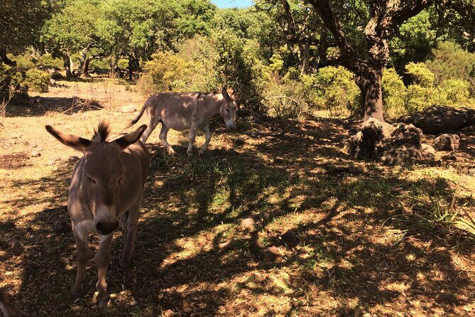 Alghero: Jeep tour to discover nature and breathtaking landscapes - Final Thoughts