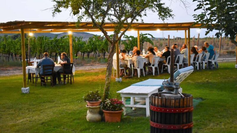 Alghero: lunch or dinner in the vineyard - An In-Depth Look at the Vineyard Lunch or Dinner in Alghero