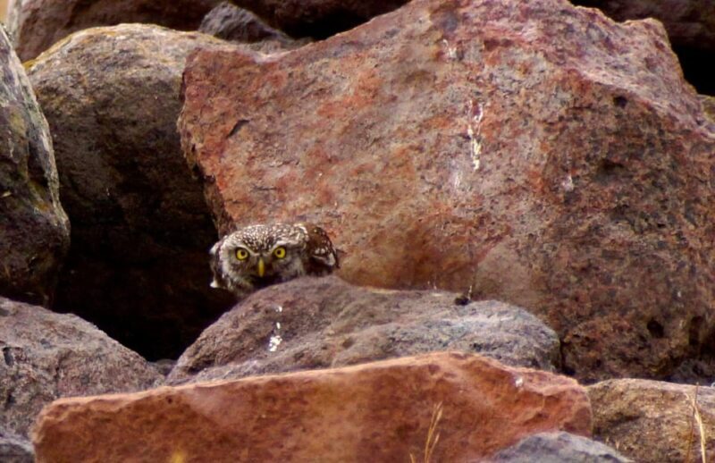 Alghero: Nature, Culture and Breathtaking Views Tour by Jeep - Transportation and Group Dynamics