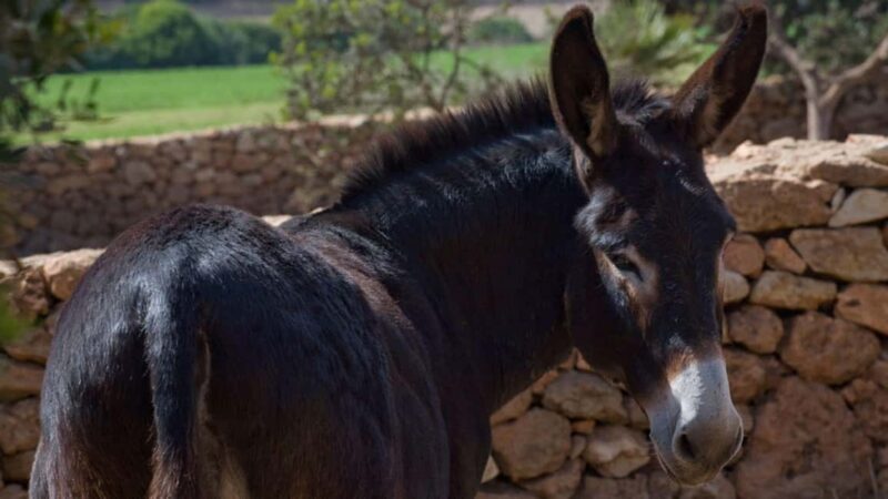 Alghero: Olive Grove Visit with Olive Oil Tasting - FAQ