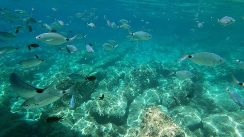 Alghero: Snorkeling Boat Tour in Porto Conte and Capo Caccia - The Sum Up: Who Will Love This Tour?