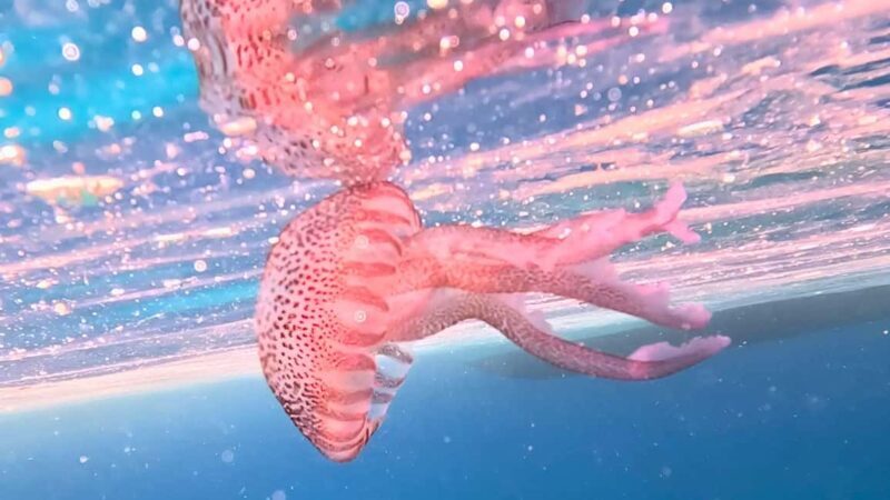 Alghero: Snorkeling Boat Tour in Porto Conte and Capo Caccia - Frequently Asked Questions