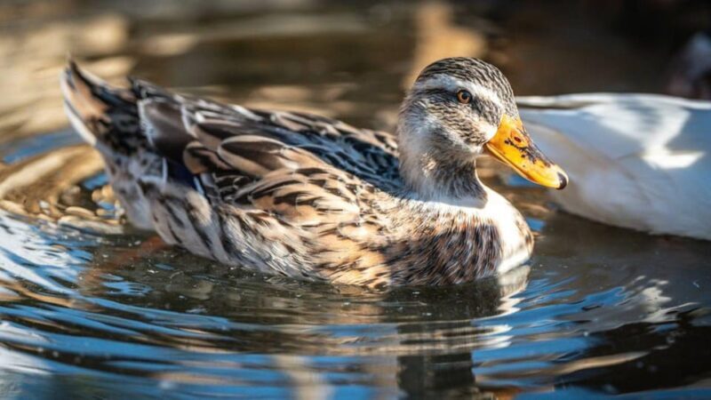 Alghero: visit an animal shelter in Olmedo - An In-Depth Look at the Olmedo Animal Shelter Tour