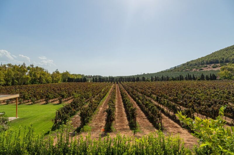 Alghero: Wine and Olive Oil Tasting at a Local Farm - FAQ