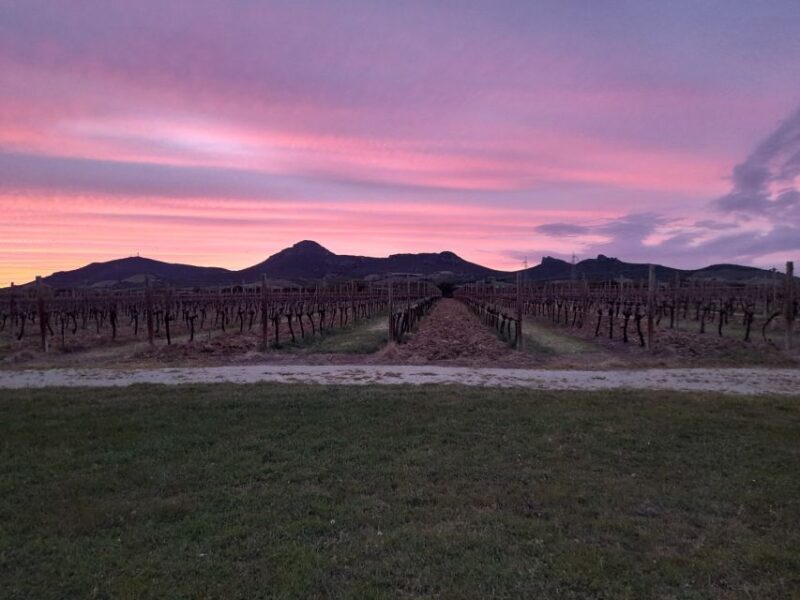 Alghero: wine tasting w/ local aperitif in the vineyard - Key Points