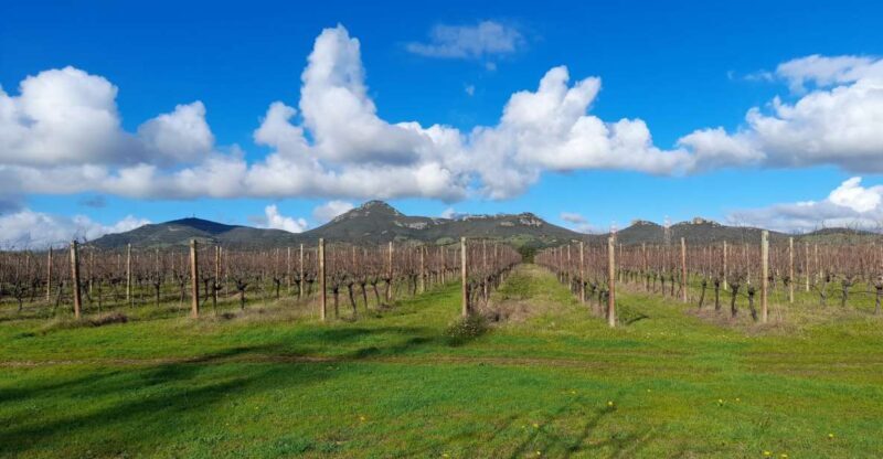 Alghero: wine tasting w/ local aperitif in the vineyard - An In-Depth Look at the Experience