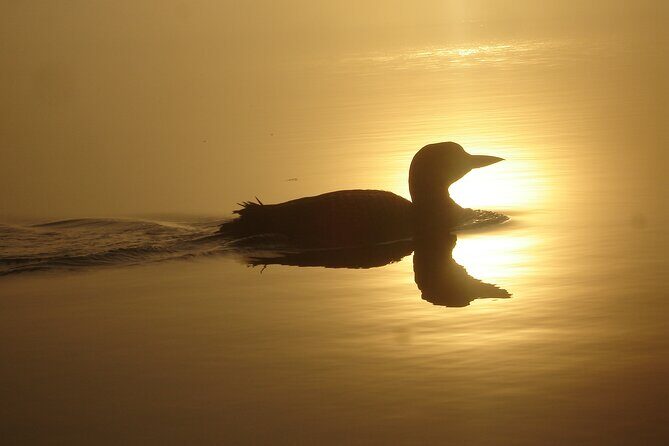 Algonquin Park 4-Day Deluxe Camping & Canoeing Adventure - Final Thoughts