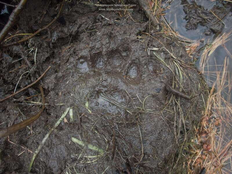Algonquin Park: Canoe Camping Safari - Final Thoughts
