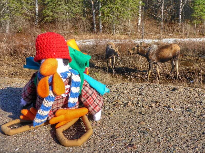 Algonquin Park Hiking: Adventure Tour from Toronto - An In-Depth Look at the Tour Experience