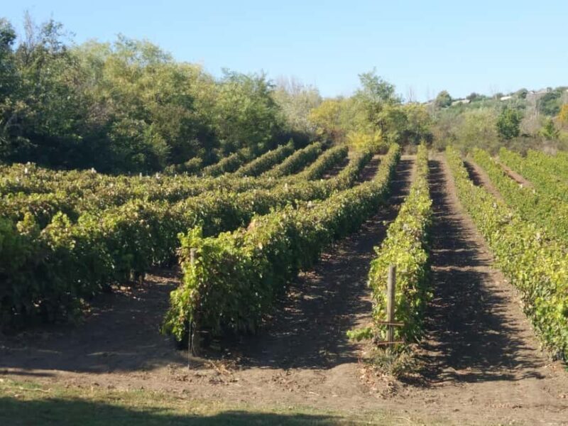 Alicante: Family Winery of Three Generations (4 testings) - FAQ