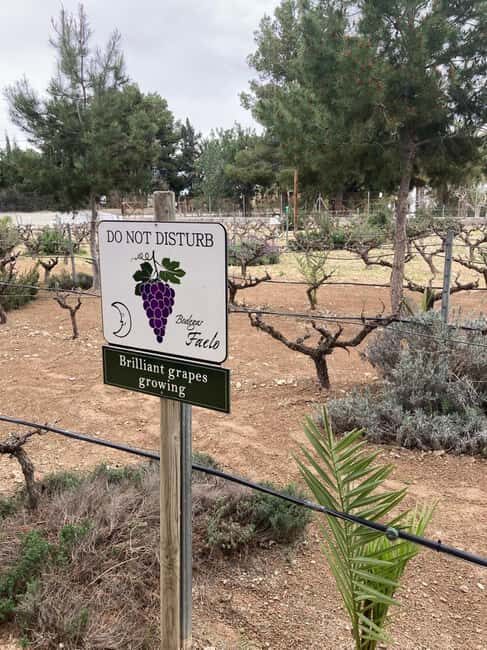 Alicante/Santa Pola -Best winery tour with tasting - Why This Tour Offers Great Value