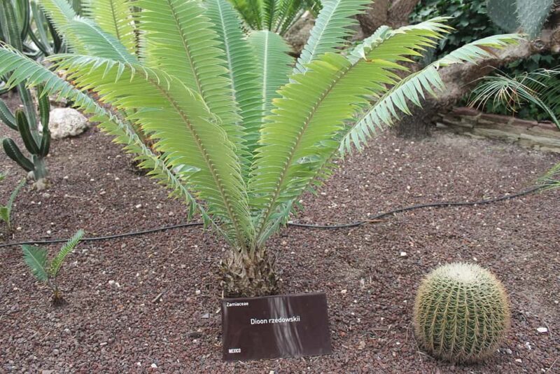 Alicante: UNESCO Heritage Palm grove + Artistic Garden Tour - Who Is This Tour Best For?