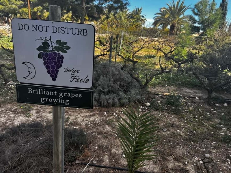 Alicante; Wine Tour, Wineries, Food and Transfer included - Who Would This Tour Suit Best?