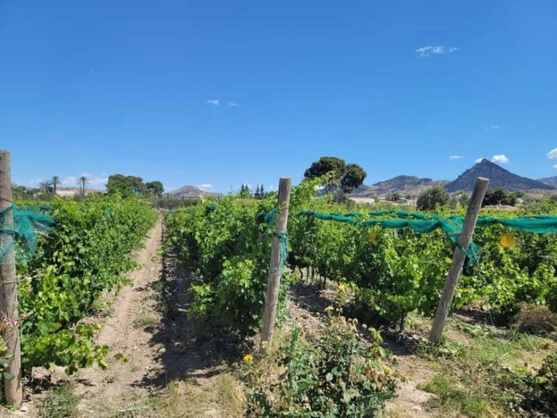 Alicante:Winery Tour+ Wine Tasting + Old castle - Final Thoughts