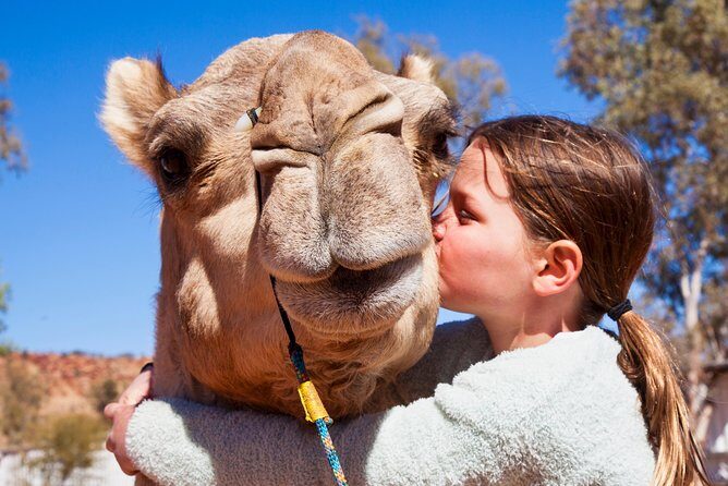 Alice Springs Camel Tour - An In-Depth Look at the Alice Springs Camel Tour